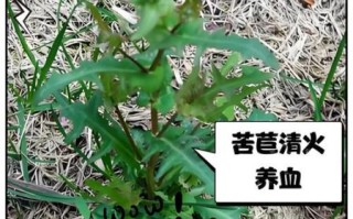 苦苣怎么种_苦苣营养价值高吗