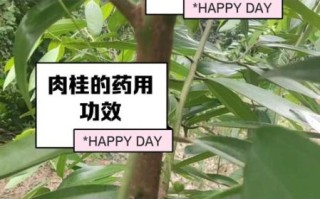 肉桂降血糖吗_肉桂的功效与作用