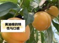 黄油桃怎么挑选_黄油桃的营养价值