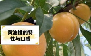 黄油桃怎么挑选_黄油桃的营养价值