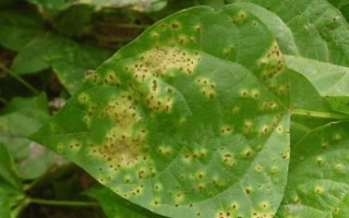 豇豆锈病症状_豇豆锈病初期怎么识别