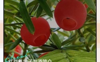 红豆杉泡酒的制作方法_红豆杉泡酒有什么功效