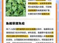 鱼腥草可以长期泡水喝吗_鱼腥草的功效与禁忌