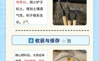 大蒜怎么种_大蒜种植注意事项