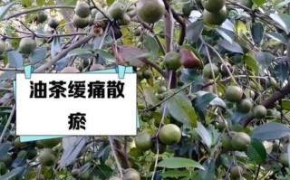 喝油茶有什么好处_油茶的功效与作用