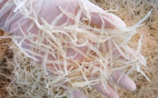 银鱼干怎么保存_银鱼干可以放多久