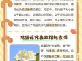 鸡蛋花花语是什么_鸡蛋花适合送什么人