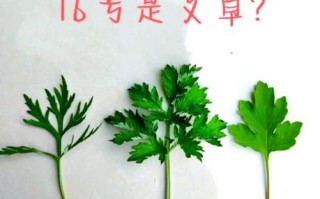艾蒿和艾草是一种吗_区别与功效对比