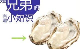 蚵仔是什么东西_蚵仔和牡蛎的区别