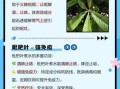 枇杷叶煮水小孩能喝吗_枇杷叶水小孩用量