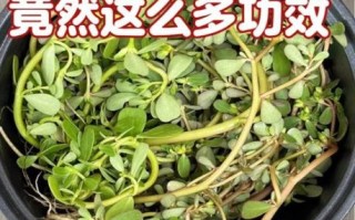 马齿苋治白发有效吗_马齿苋怎么吃治白发