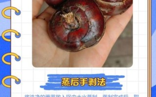 马蹄果怎么剥皮_马蹄果剥皮技巧