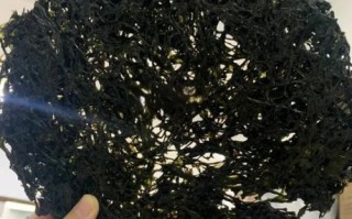 紫菜头有什么功效_紫菜头能降血压吗