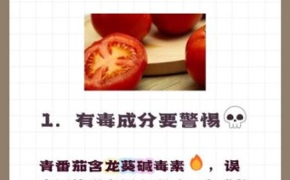 青番茄能吃吗_青番茄有毒吗