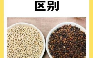 黑胡椒和白胡椒哪个好_功效区别全解析