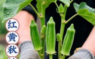 黄秋葵什么时候种_盆栽黄秋葵怎么种