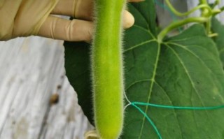 瓠瓜种子怎么种_瓠瓜种子多少钱一斤