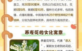 荞麦花什么时候开_荞麦花的花语是什么