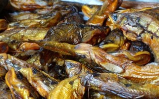 黄辣丁刺有毒吗_被扎后怎么办