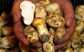 松茸多少钱一斤_2024最新价格行情