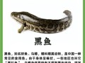 黑鱼多少钱一斤市场价_黑鱼价格为什么波动大