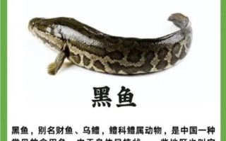 黑鱼多少钱一斤市场价_黑鱼价格为什么波动大