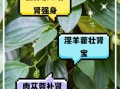 七步壮阳茶效果怎么样_七步壮阳茶怎么喝才有效