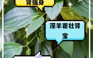 七步壮阳茶效果怎么样_七步壮阳茶怎么喝才有效