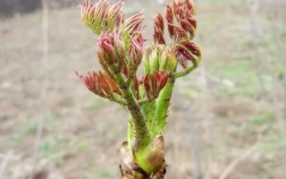 刺嫩芽苗多少钱一棵_刺嫩芽苗价格行情
