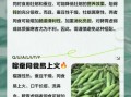 长期吃蚕豆的危害_蚕豆吃多了有什么副作用