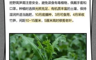 山莴苣的功效与作用_山莴苣怎么吃效果最好