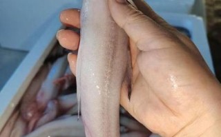 豆腐鱼多少钱一斤_豆腐鱼价格行情