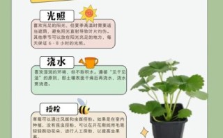 草莓怎么种_草莓种植技术与管理方法 草莓怎么种_草莓种植技术与管理方法