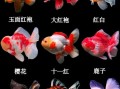 金鱼图片大全大图名称_如何挑选高清壁纸