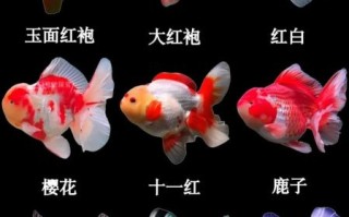 金鱼图片大全大图名称_如何挑选高清壁纸