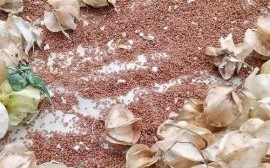 冰粉籽是什么植物的种子_冰粉籽和假酸浆籽一样吗