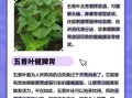 五香叶是什么_五香叶和香叶一样吗