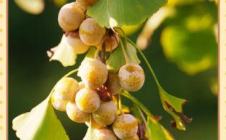 银杏果什么时候成熟_银杏果几月份采摘