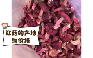 红菇的功效与作用_红菇多少钱一斤