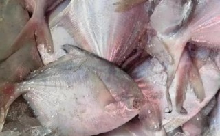 鲳鱼价格多少钱一斤_鲳鱼最新行情