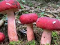 红蘑菇多少钱一斤_野生红蘑菇价格行情