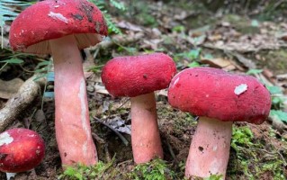 红蘑菇多少钱一斤_野生红蘑菇价格行情