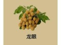 龙眼的功效与作用_龙眼主治什么病