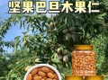 新疆巴旦木图片_如何辨别优质巴旦木