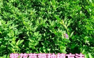 苜蓿草什么时候种最好_苜蓿草播种最佳月份