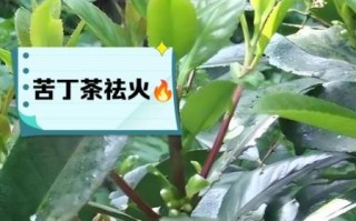 苦丁茶泡水喝的功效与作用_苦丁茶怎么喝才正确