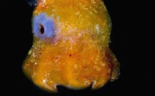 烙饼章鱼多少钱一只_烙饼章鱼饲养成本