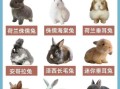 兔子怎么养才不会死掉_新手养兔必看