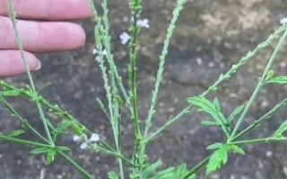 马鞭草长什么样_马鞭草图片特征