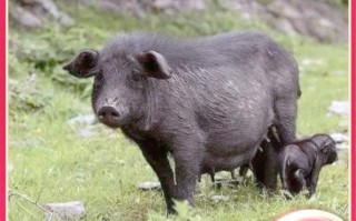 藏香猪养殖技术_藏香猪多少钱一斤